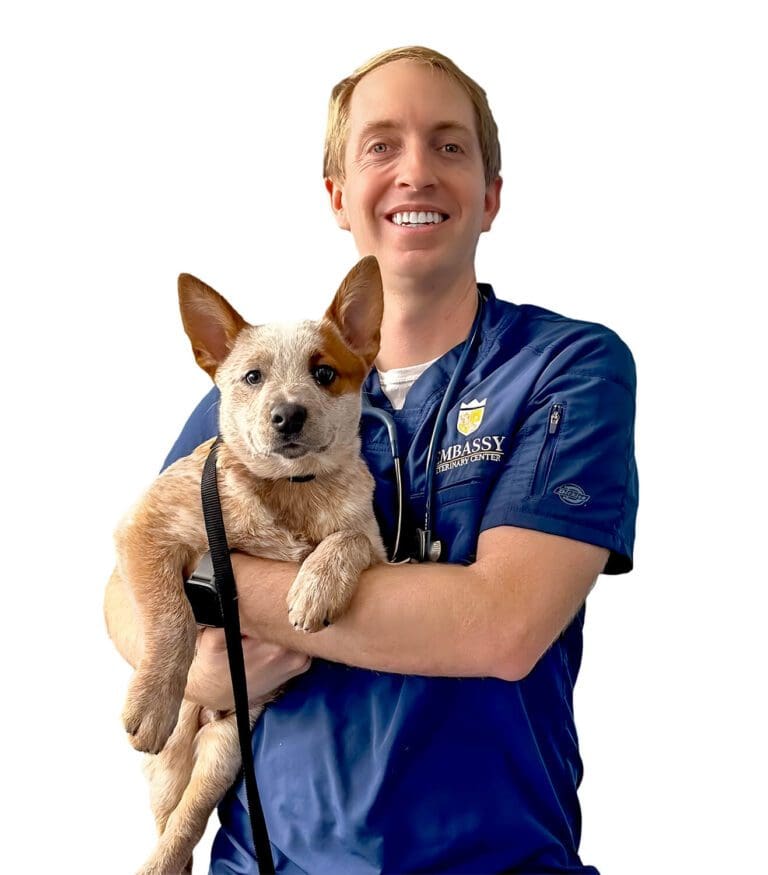Veterinarian at Hardin Valley in Knoxville, TN | Embassy Veterinary Center