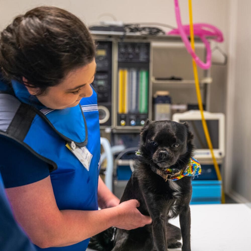 Dog X-ray & Ultrasound in Knoxville, TN & Tampa, FL | Embassy ...