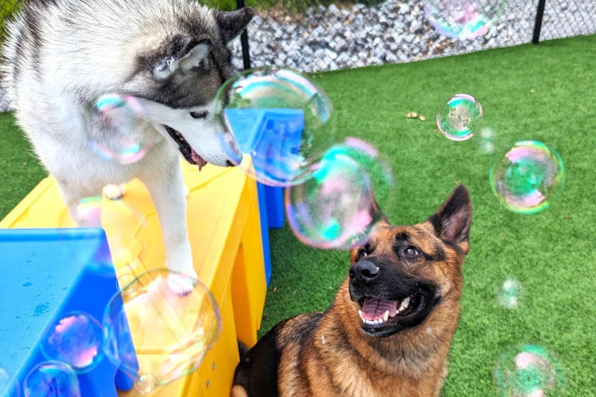 Frequently Asked Questions | Embassy Veterinary Center